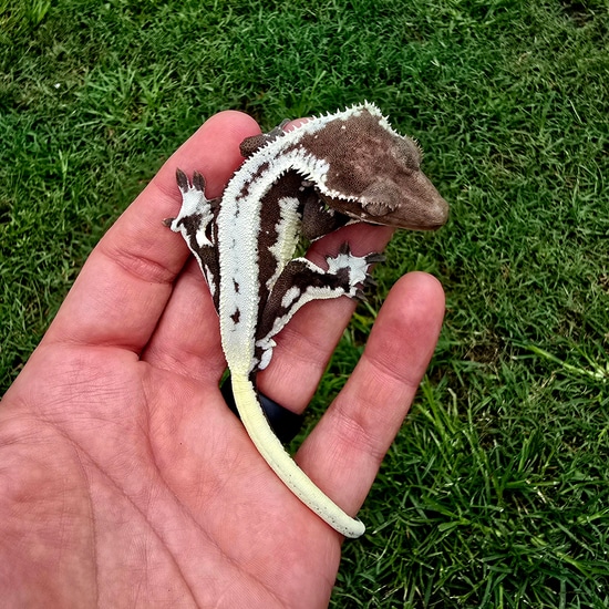 Axanthic Lilly White Crested Gecko by Hard Wired Exotics