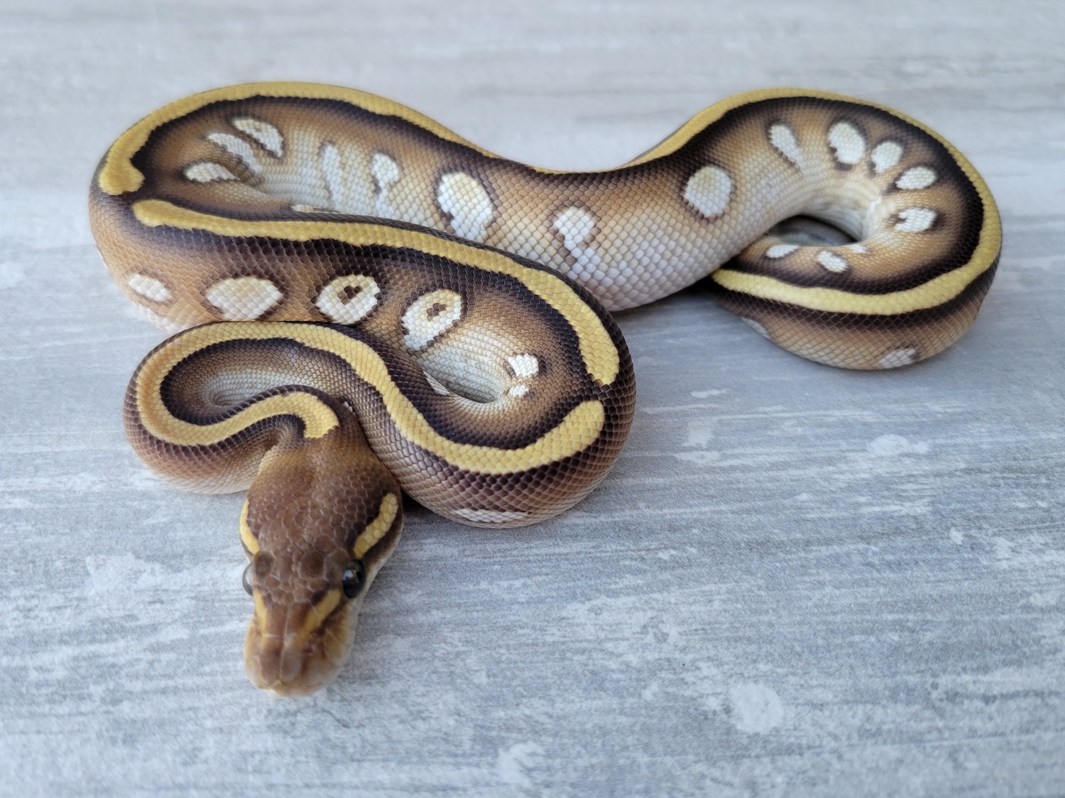 Mojave Cypress Ball Python by Hardy's Pythons - MorphMarket