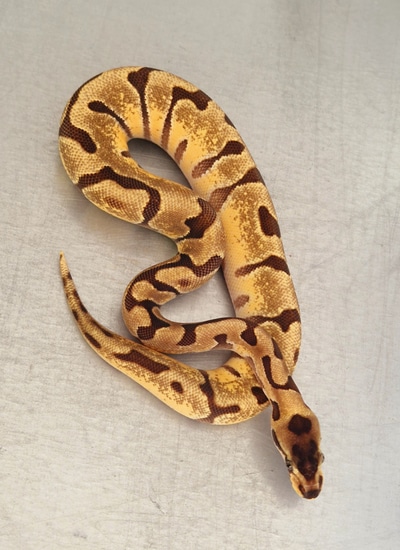 Super Enchi Ball Python by Harlequin Royals
