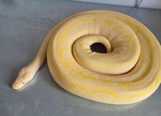 Proven Breeder Albino Pinstripe 100% Het Pied Ball Python by Harlequin ...