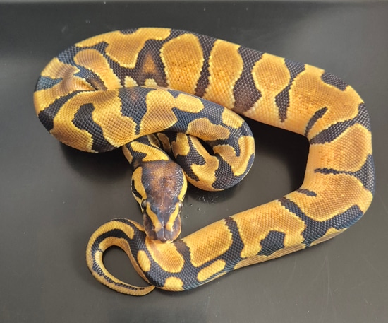 Ench Het Hypo Poss Het Pied Ball Python by Harlequin Royals