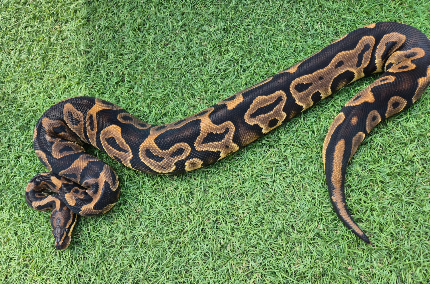 Harlequin Royals's Collection - MorphMarket