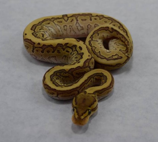 Kingpin Yellow Belly 100% Het Clown Ball Python by Gulf Coast Exotics