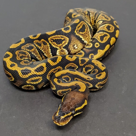 Cypress Trick Ball Python by Gulf Coast Exotics