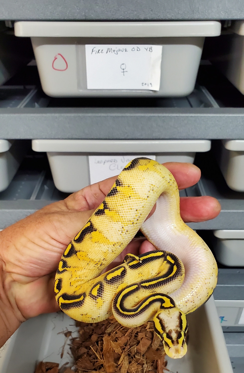 Pastel Freeway Ball Python by Gulf Coast Exotics - MorphMarket