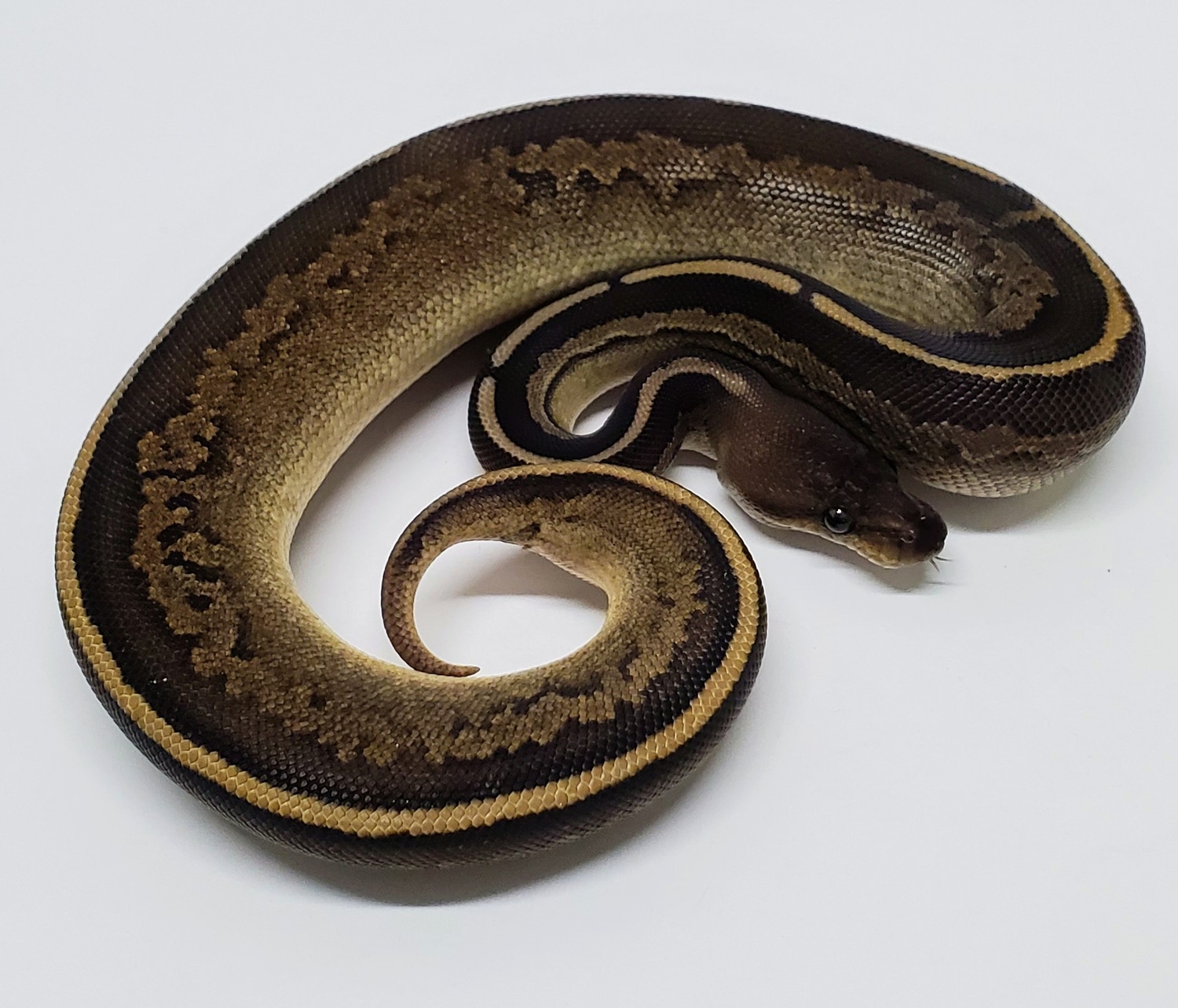 Cinnamon Mahogany 66% Het Pied Ball Python by Gulf Coast Exotics ...