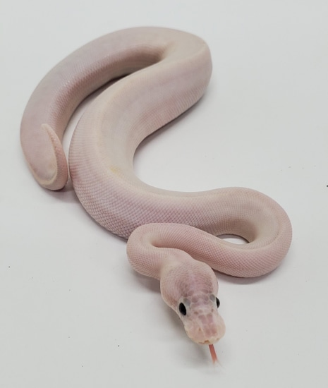 Cinnamon Ivory Ball Python by Gulf Coast Exotics
