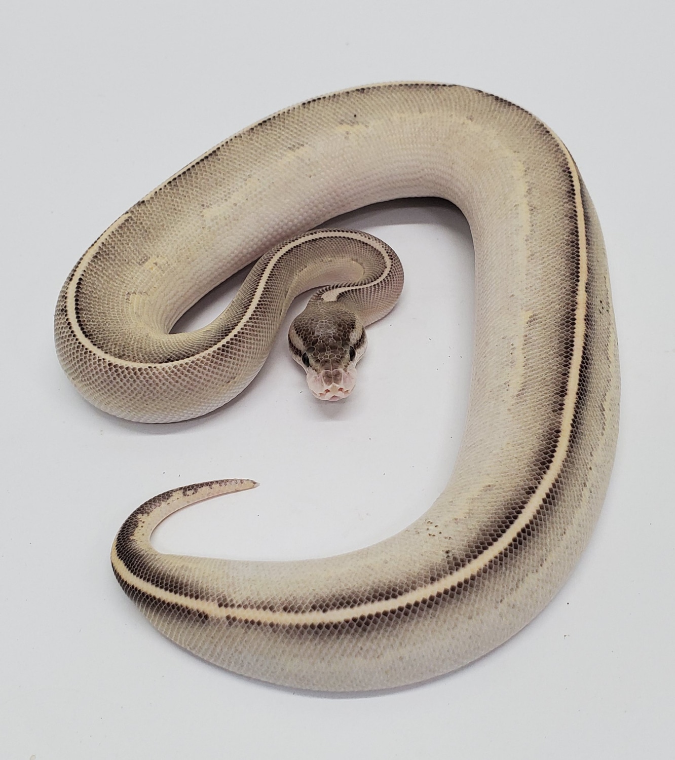 Cinnamon Highway Ball Python by Gulf Coast Exotics - MorphMarket