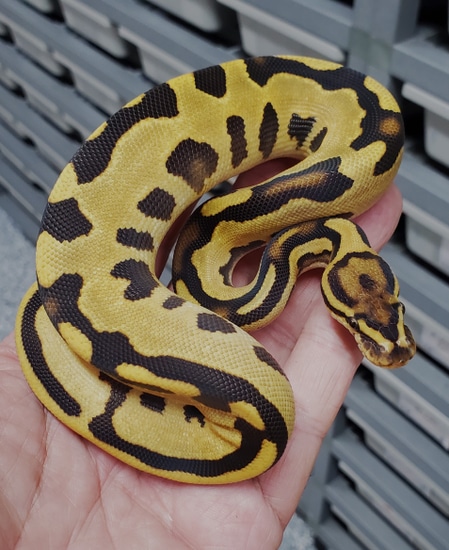 OD Leopard Fire Ball Python by Gulf Coast Exotics