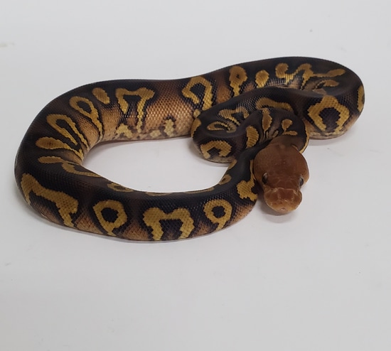 Mahogany YB Clown Ball Python by Gulf Coast Exotics