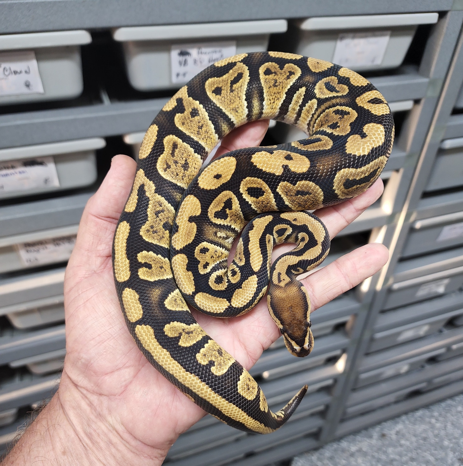 Nanny Het Clown Ball Python by Gulf Coast Exotics - MorphMarket