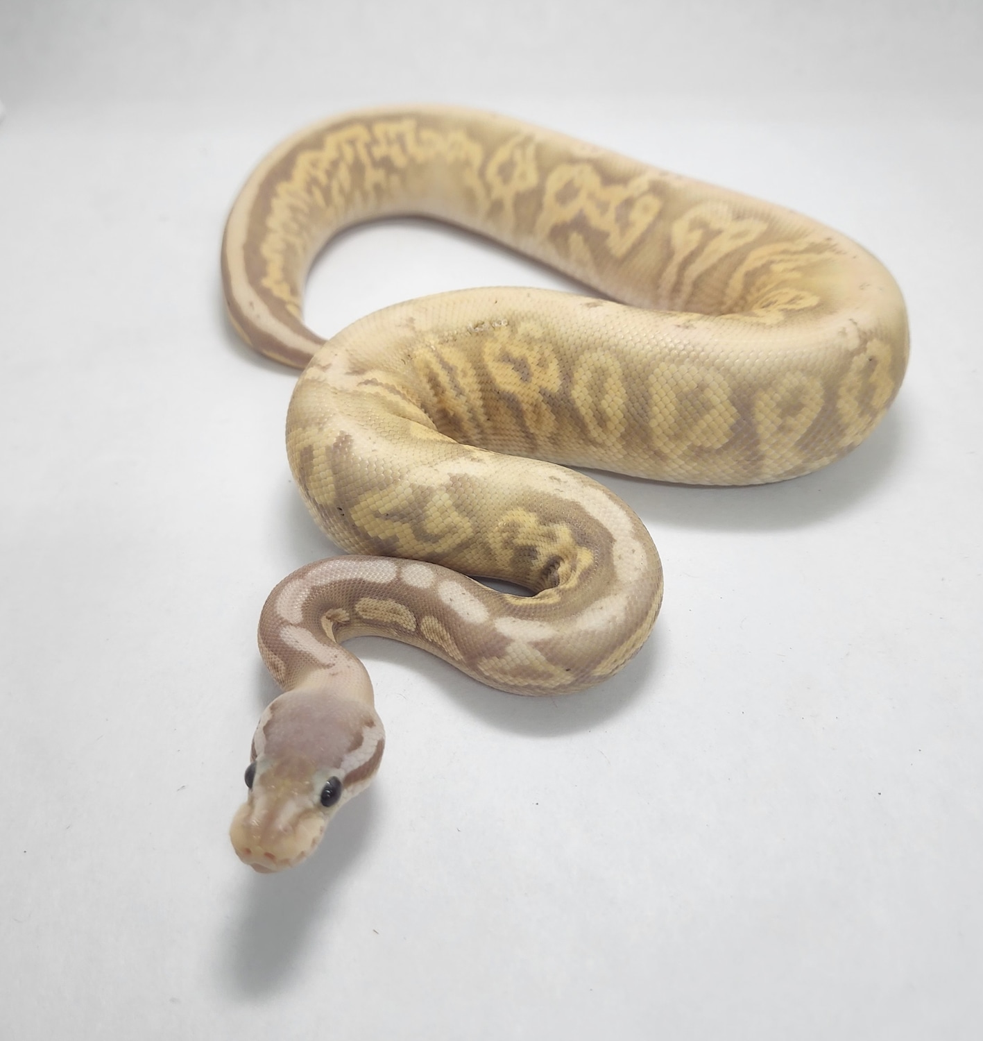 Banana Pewter Phantom Ball Python by Gulf Coast Exotics - MorphMarket