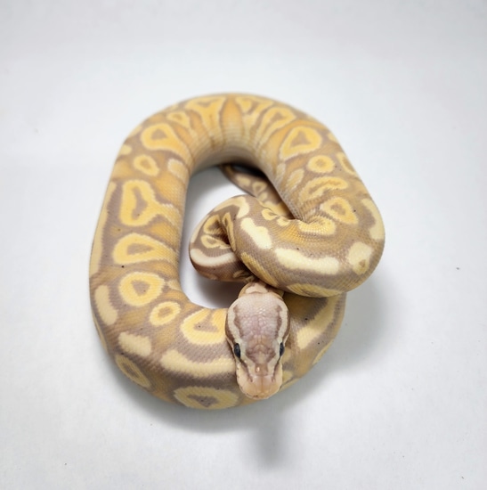 Pastel Banana Phantom YB Ball Python by Gulf Coast Exotics