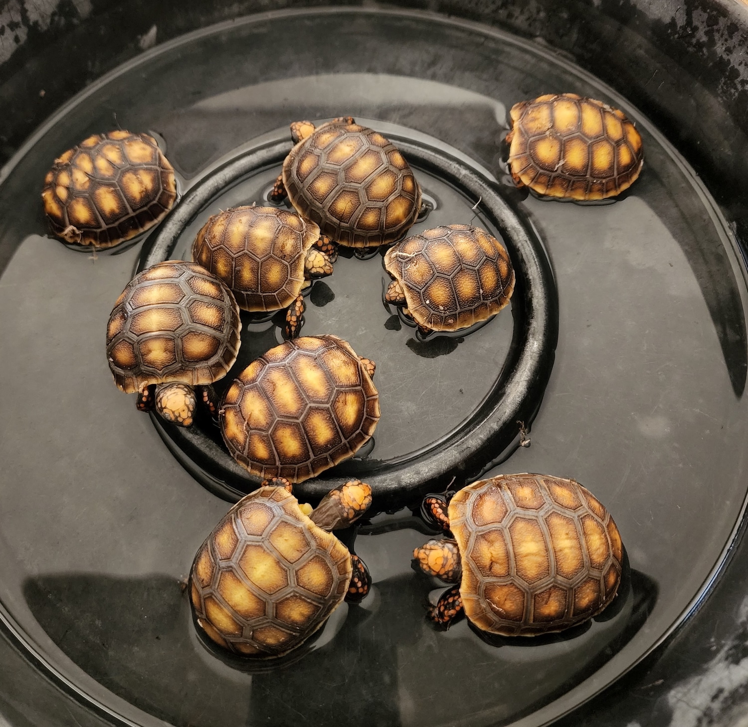 Red Foot Hatchlings Red-footed Tortoise by Gulf Coast Exotics - MorphMarket