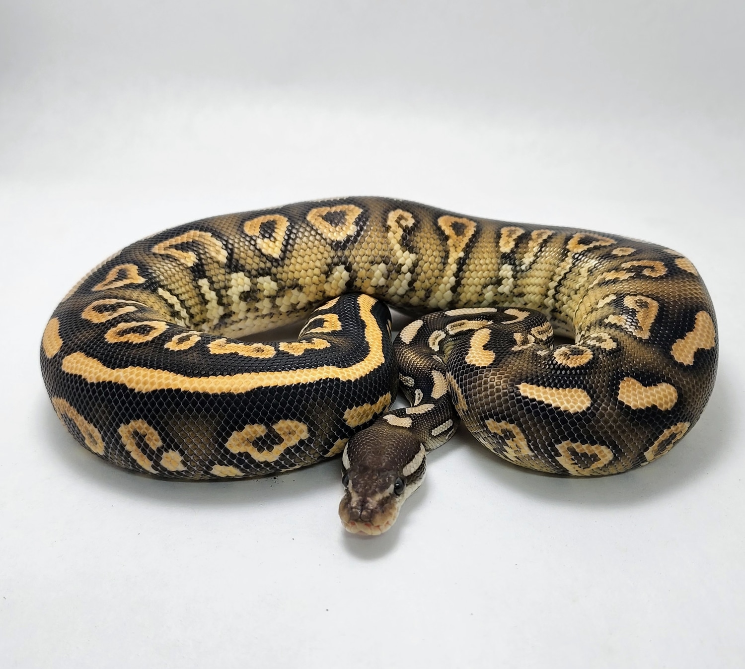 Black Pastel Phantom YB Het Clown Ball Python by Gulf Coast Exotics - MorphMarket