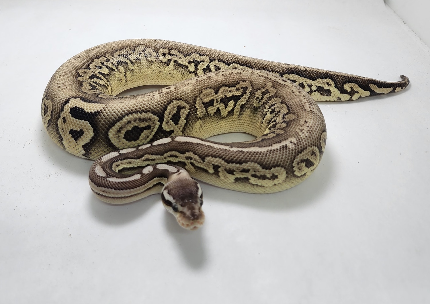 Black Pastel Phantom Pastel Ball Python by Gulf Coast Exotics - MorphMarket
