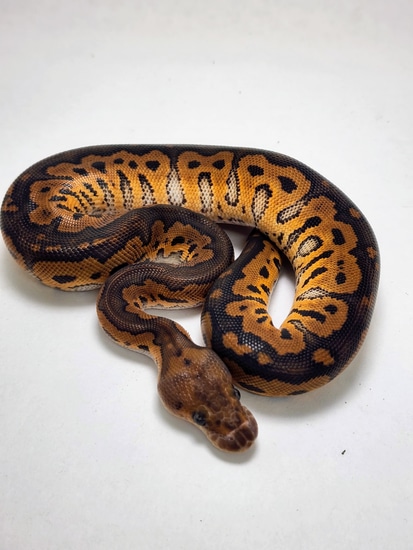Black Pastel Red Stripe Clown Ball Python by Gulf Coast Exotics
