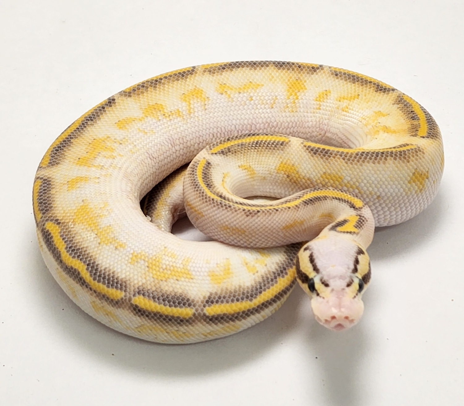 Pastel Highway Ball Python by Gulf Coast Exotics - MorphMarket