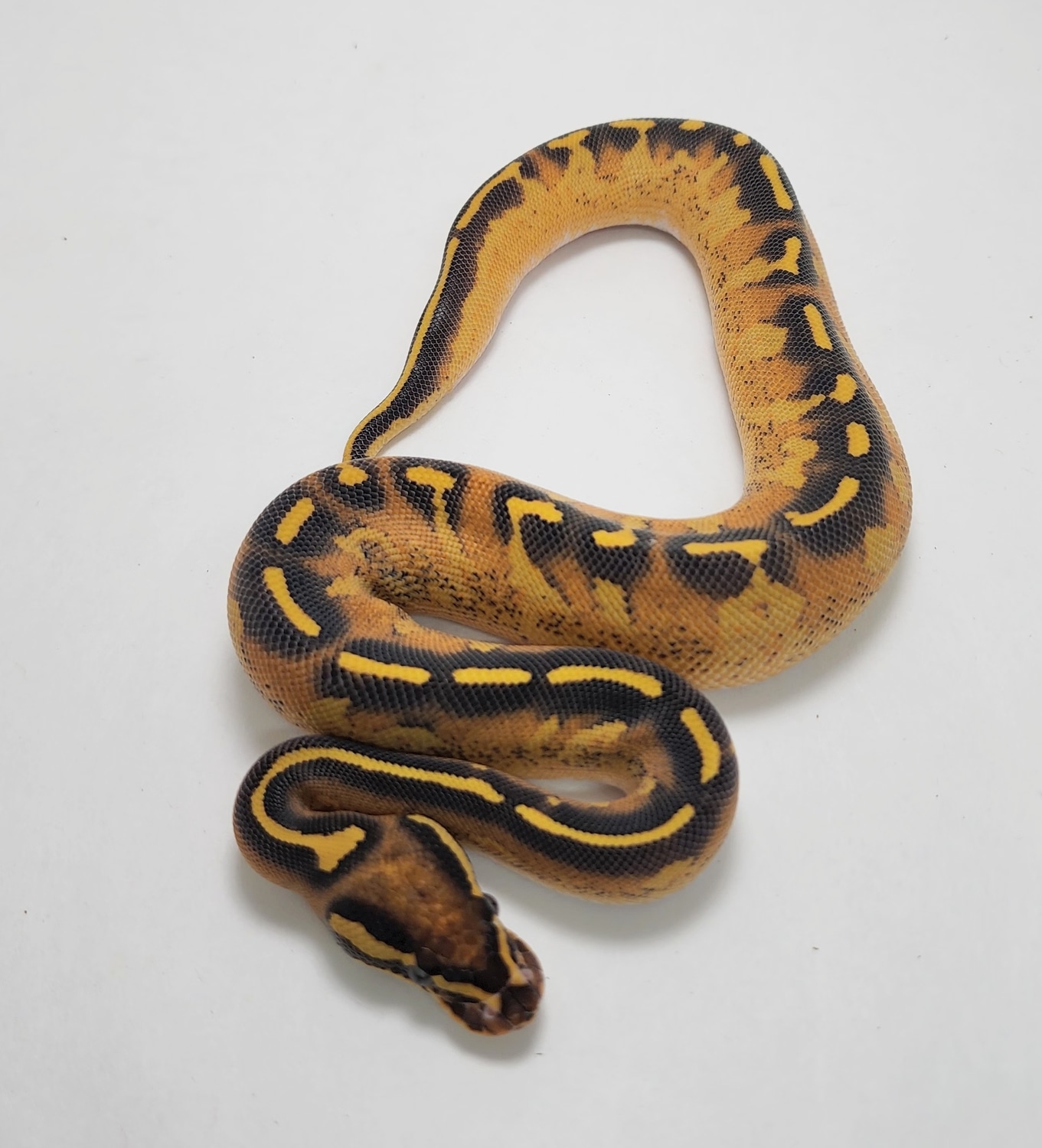 OD Pavement Het Clown Ball Python by Gulf Coast Exotics - MorphMarket