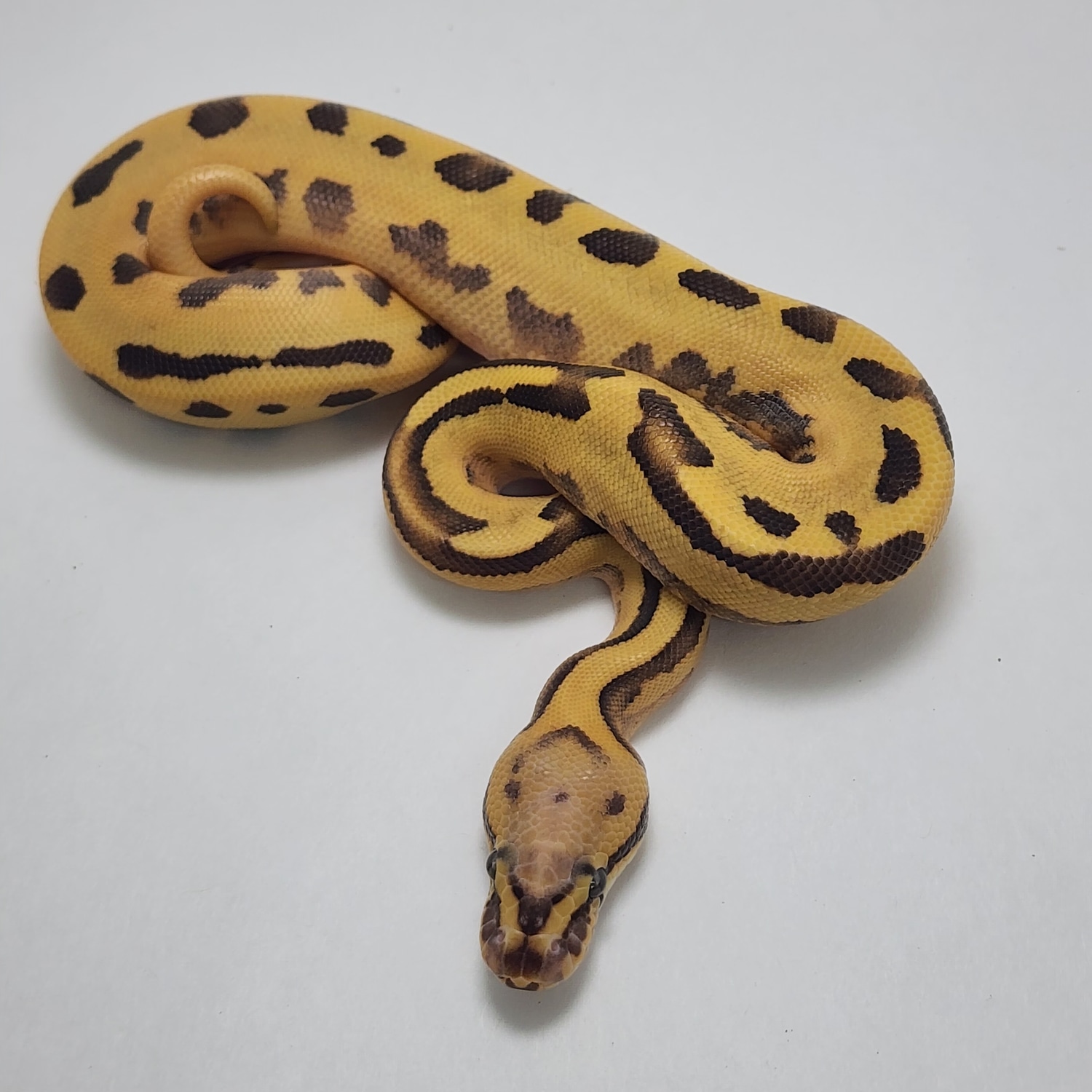 Vanilla Fire Leopard Orange Dream Ball Python by Gulf Coast Exotics ...