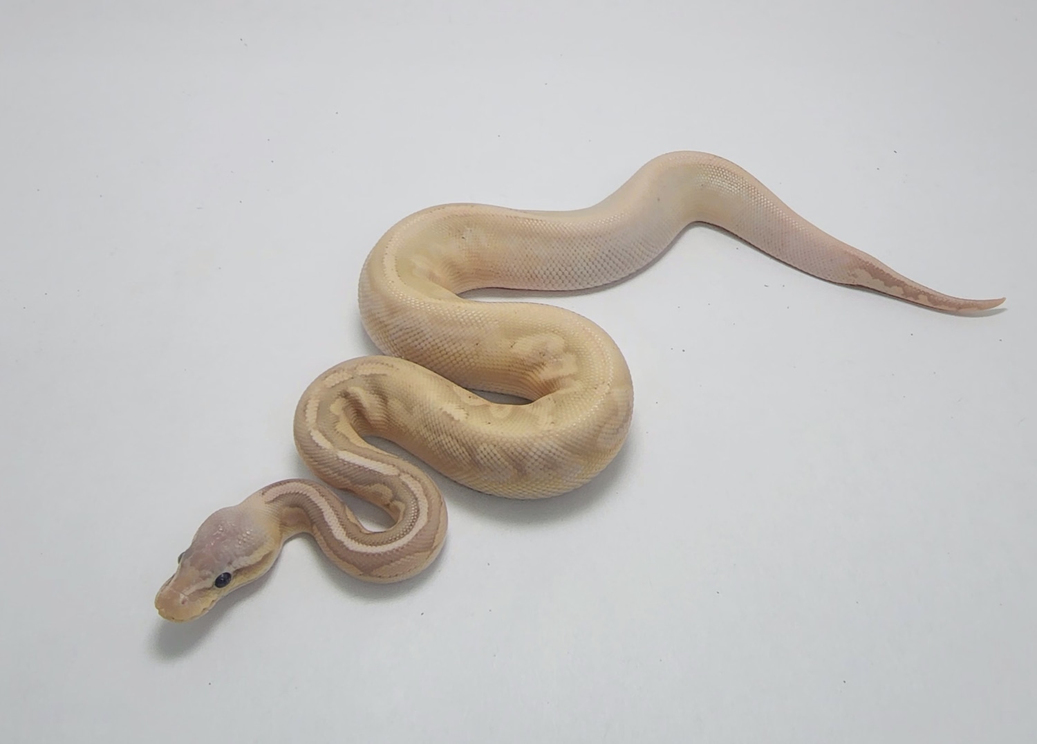 Banana Pewter Calico Ball Python by Gulf Coast Exotics - MorphMarket