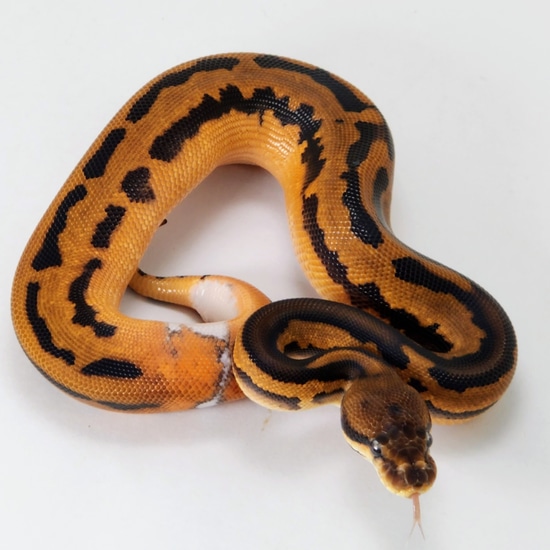Black Pastel OD Leopard YB Het Clown Ball Python by Gulf Coast Exotics