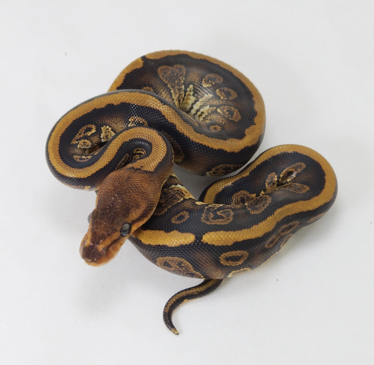 Mahogany Redstripe Het Clown Ball Python by Gulf Coast Exotics ...