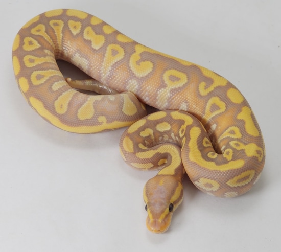 Banana Phantom YB Het Clown Ball Python by Gulf Coast Exotics