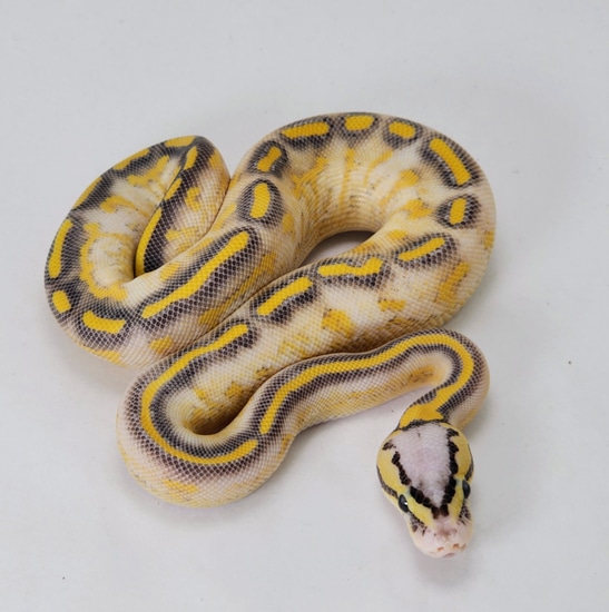 Pastel Highway Het Clown Ball Python by Gulf Coast Exotics - MorphMarket