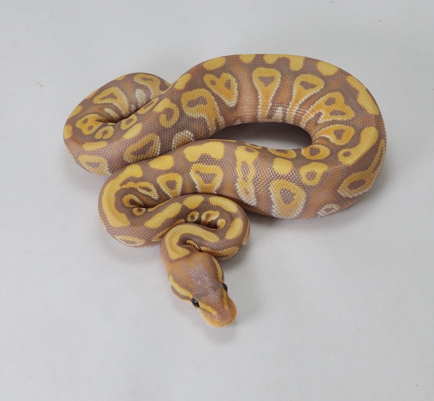 Banana Phantom Het Clown Ball Python by Gulf Coast Exotics - MorphMarket