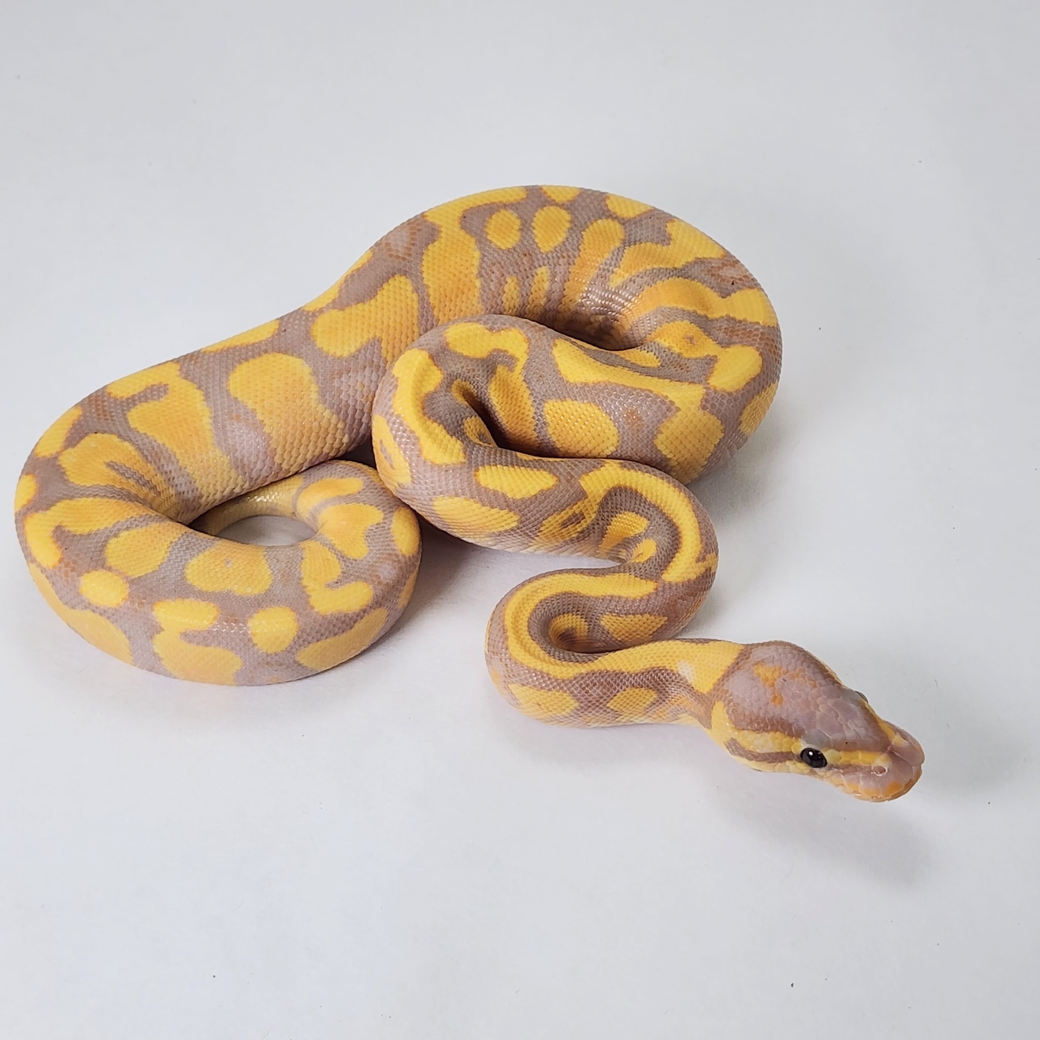 Banana YB Het Clown Ball Python by Gulf Coast Exotics - MorphMarket