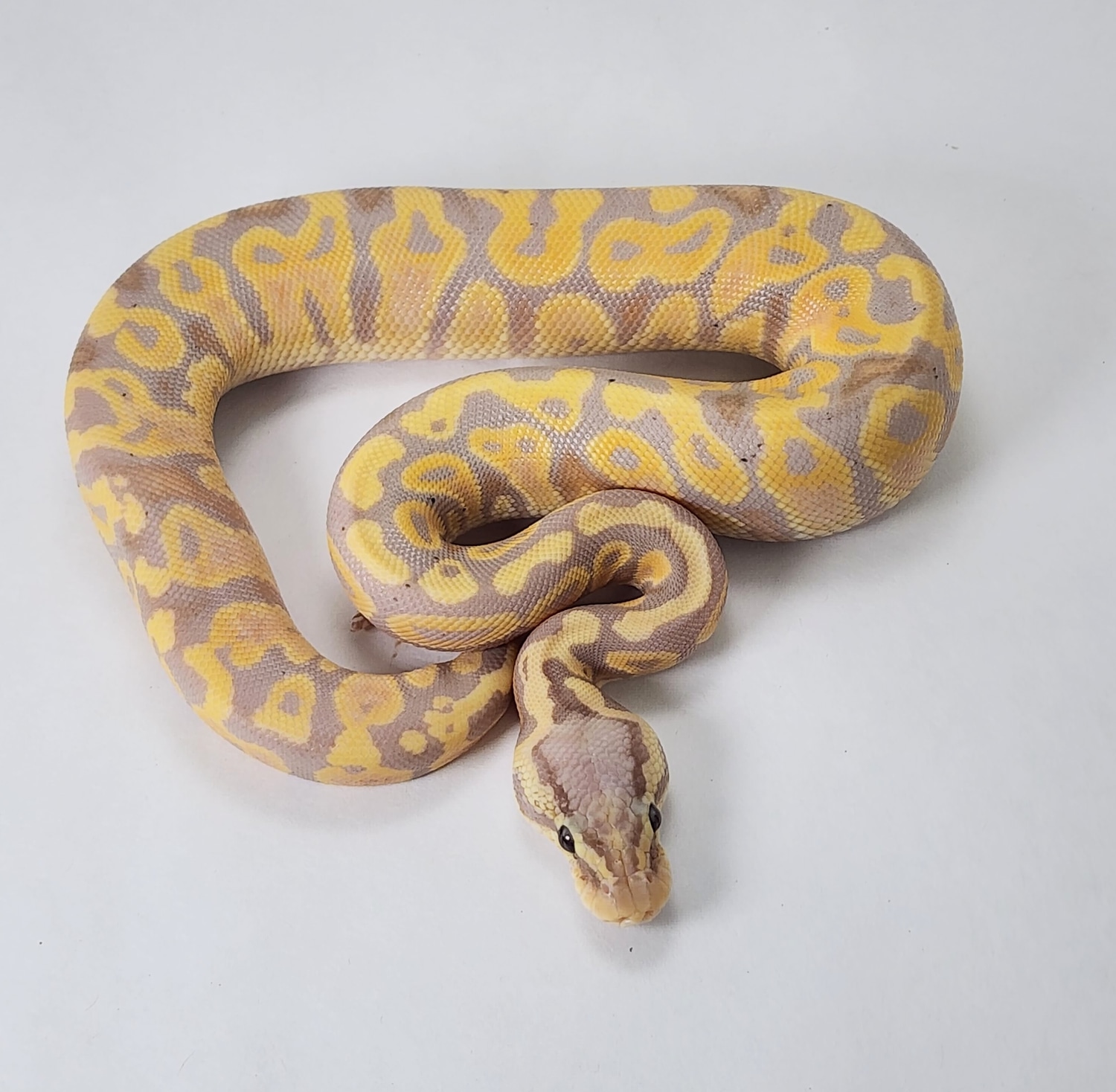 Pastel Banana Het Clown Ball Python by Gulf Coast Exotics - MorphMarket