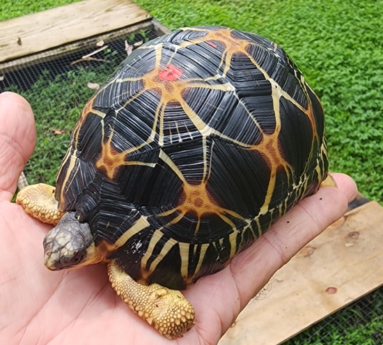 Radiated Tortoise by Gulf Coast Exotics