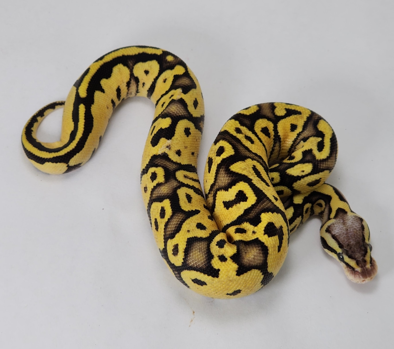Pastel Fire Het Sunset Ball Python by Gulf Coast Exotics - MorphMarket