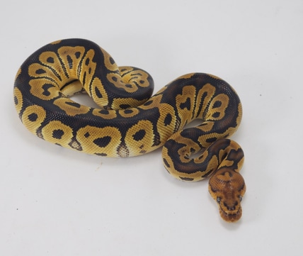 Pastel Highway Clown Ball Python by Gulf Coast Exotics - MorphMarket