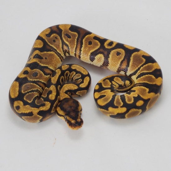 Orange Dream Redstripe Het Clown Ball Python by Gulf Coast Exotics