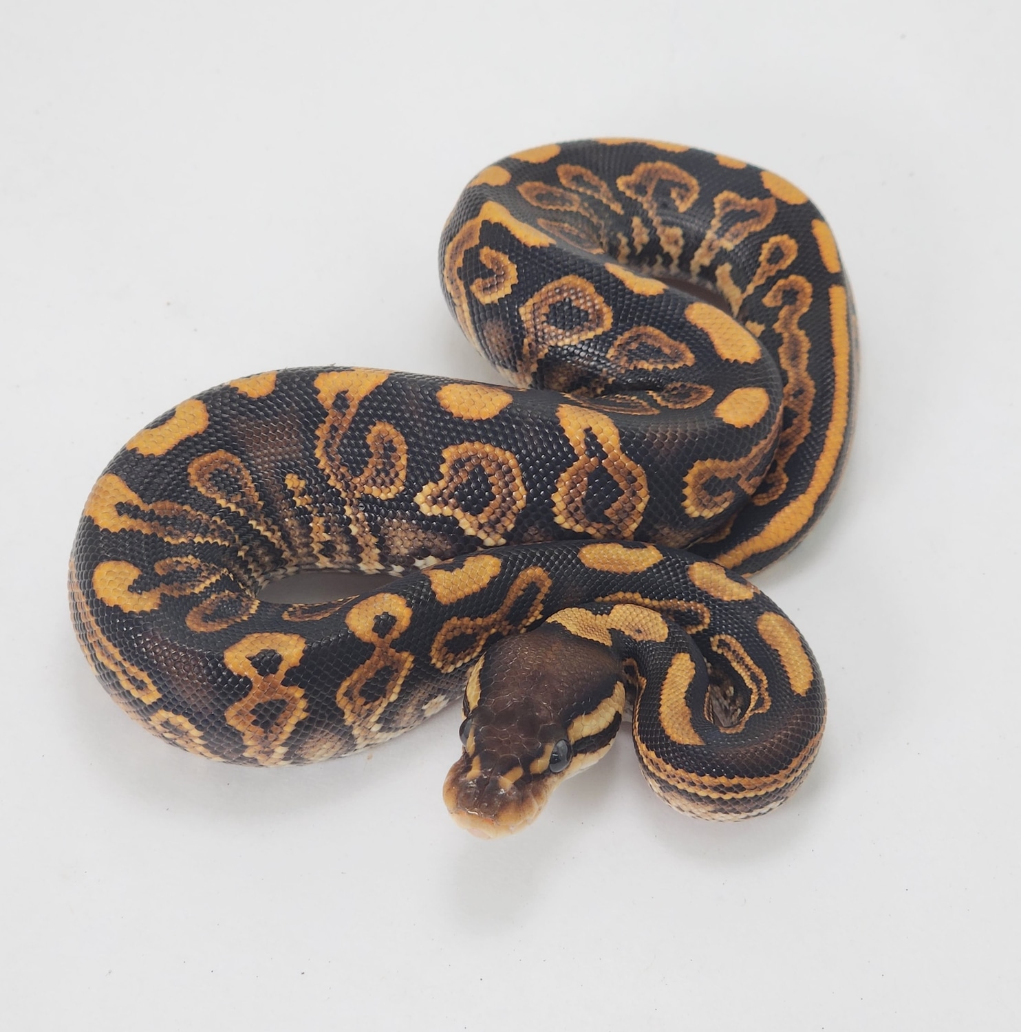 Black Pastel Phantom YB Het Clown Ball Python by Gulf Coast Exotics ...