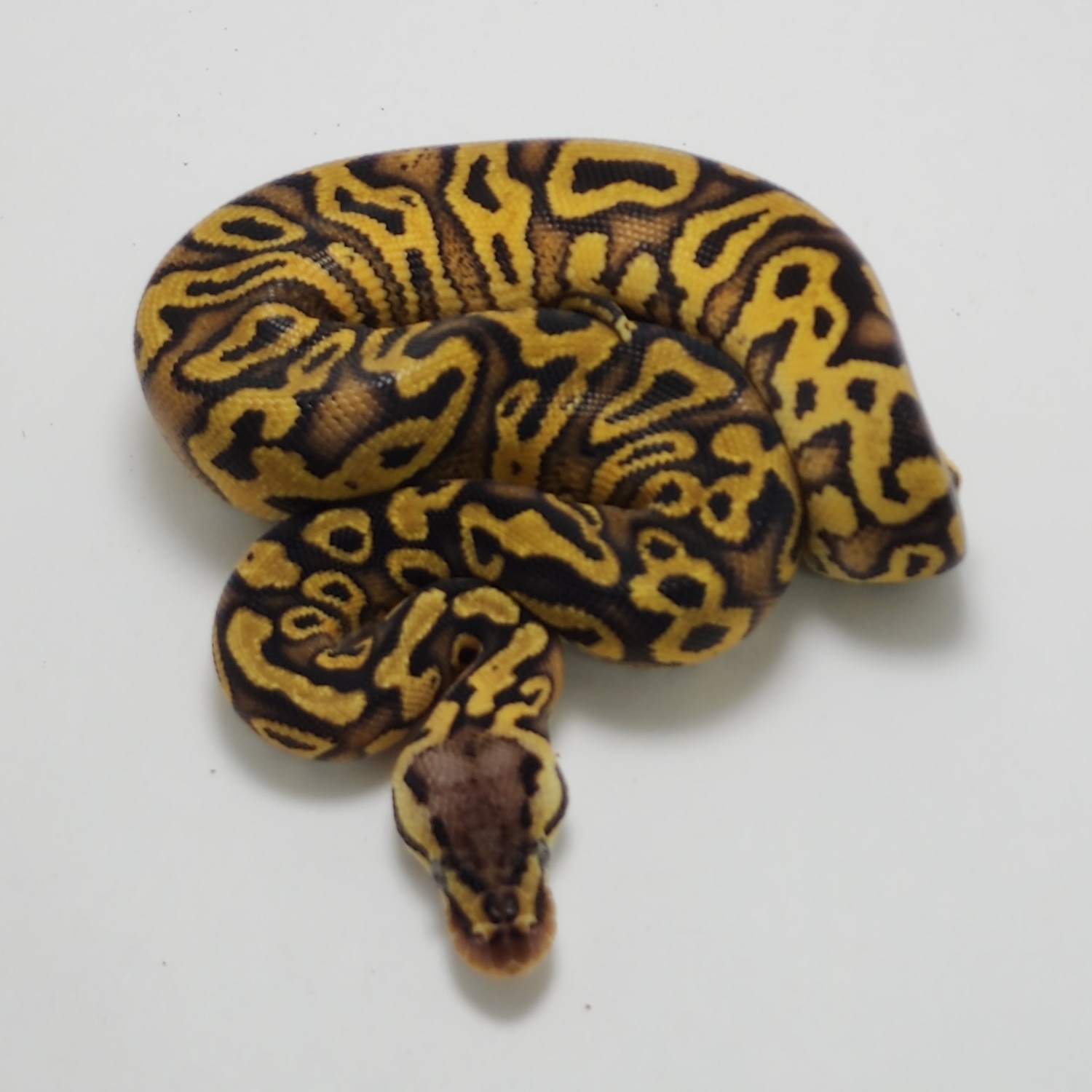 Pastel Redstripe OD YB Het Clown Ball Python by Gulf Coast Exotics ...