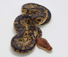 Mahogany Red Stripe YB Clown Ball Python by Gulf Coast Exotics ...