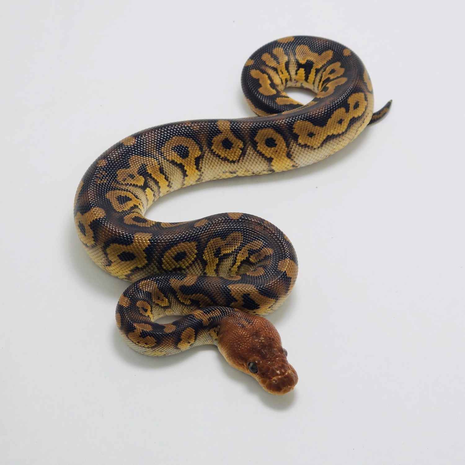 Mahogany Red Stripe YB Clown Ball Python by Gulf Coast Exotics ...