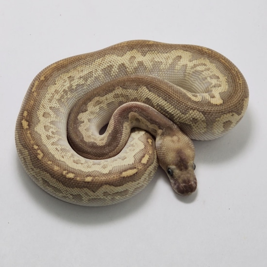 Bamboo Mahogany YB Clown Ball Python by Gulf Coast Exotics