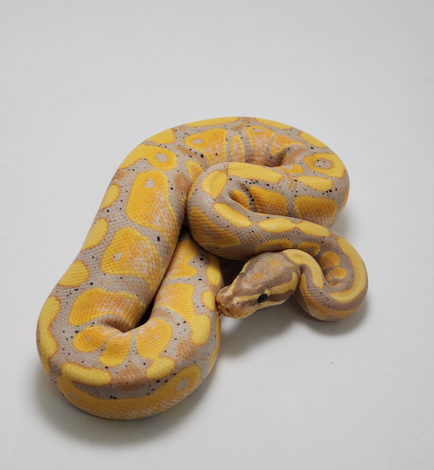 Banana Fire Ball Python by Gulf Coast Exotics - MorphMarket