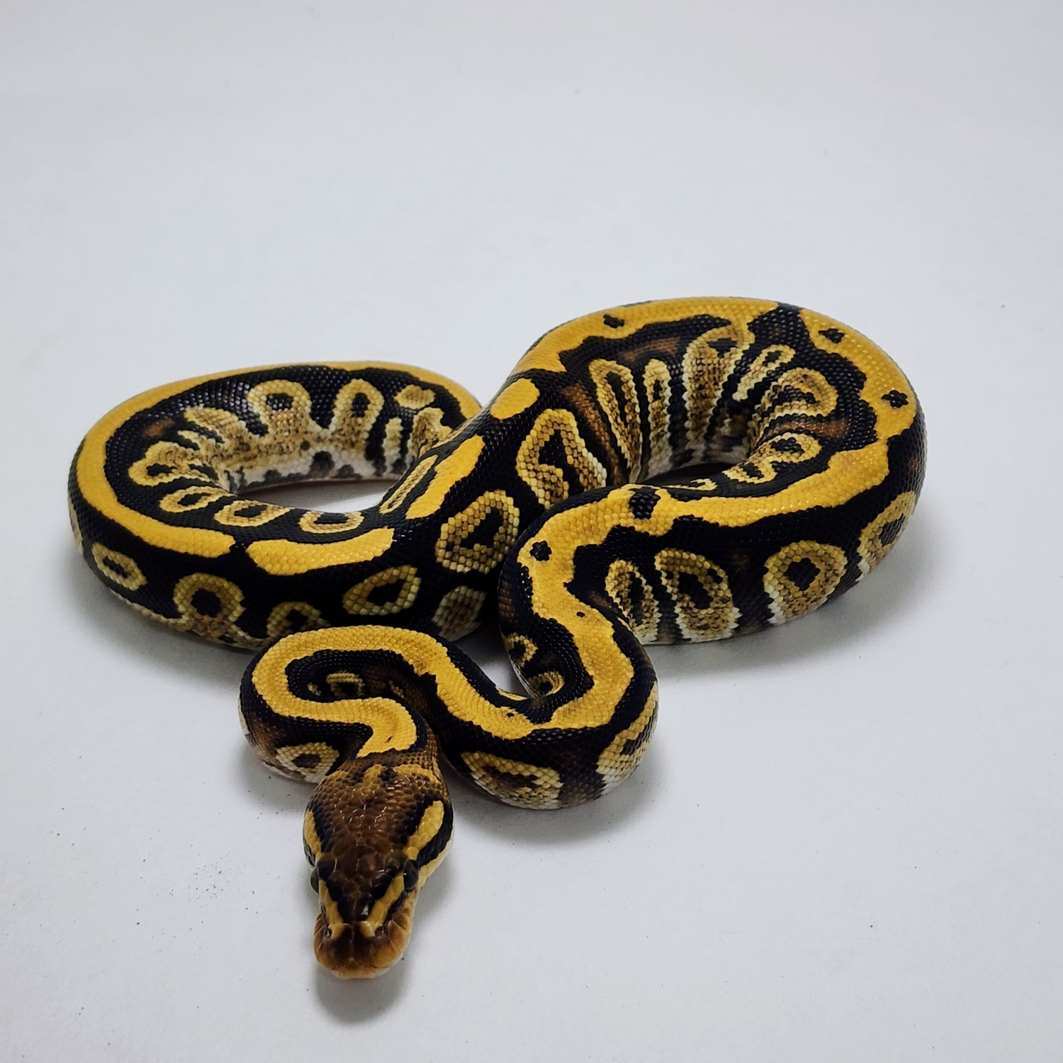 Cypress Fire Het Clown Ball Python by Gulf Coast Exotics - MorphMarket