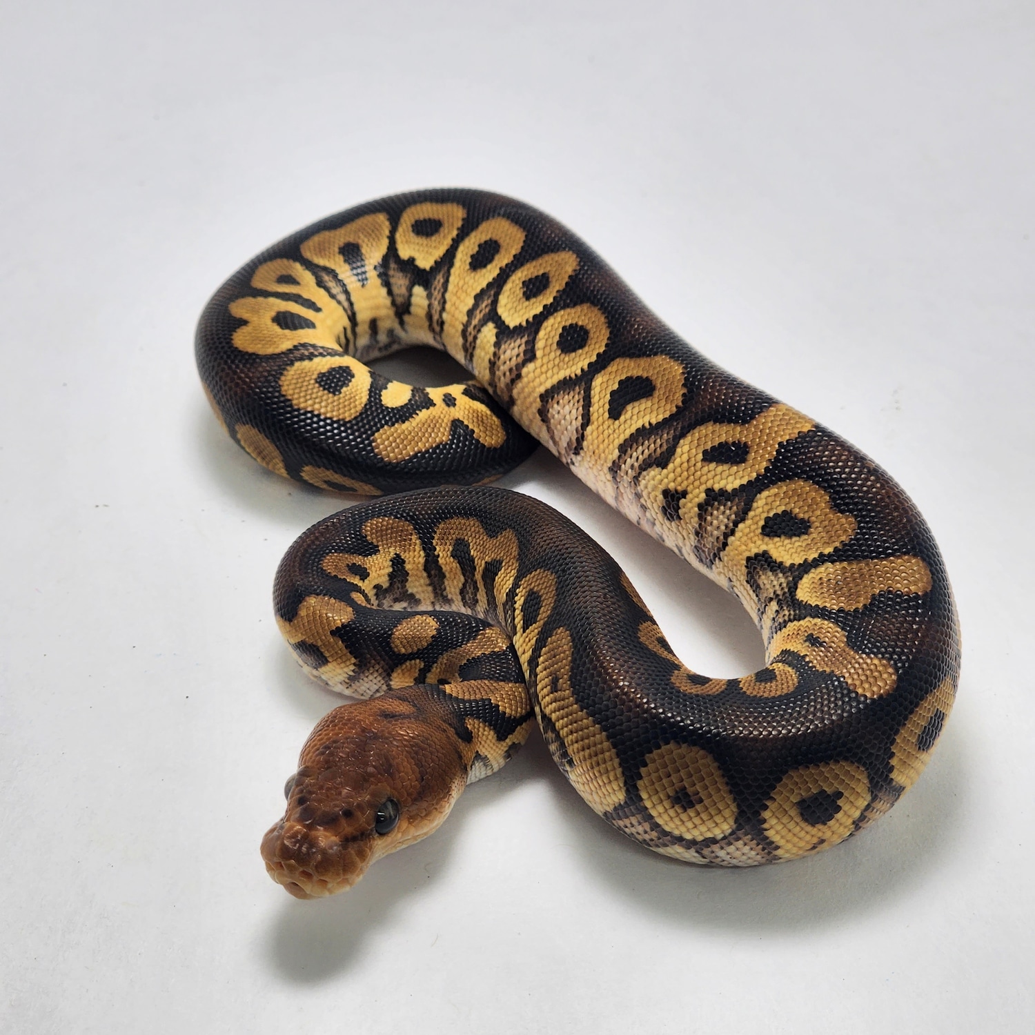 Mahogany Clown Ball Python by Gulf Coast Exotics - MorphMarket