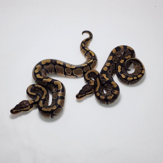 Double Hets Clown/ Sunset Pair Ball Python by Gulf Coast Exotics
