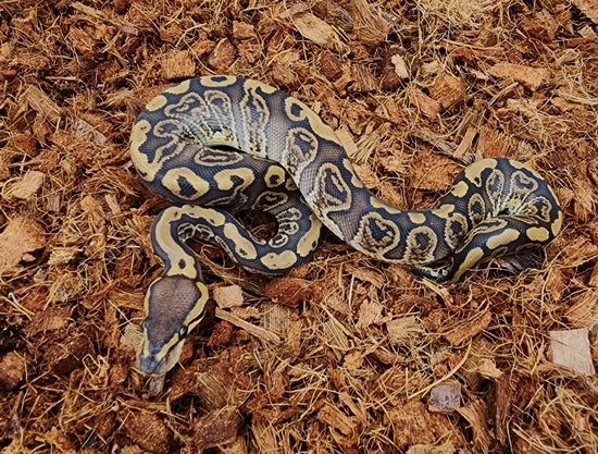 GHI Redstripe Het Clown Ball Python by Gulf Coast Exotics