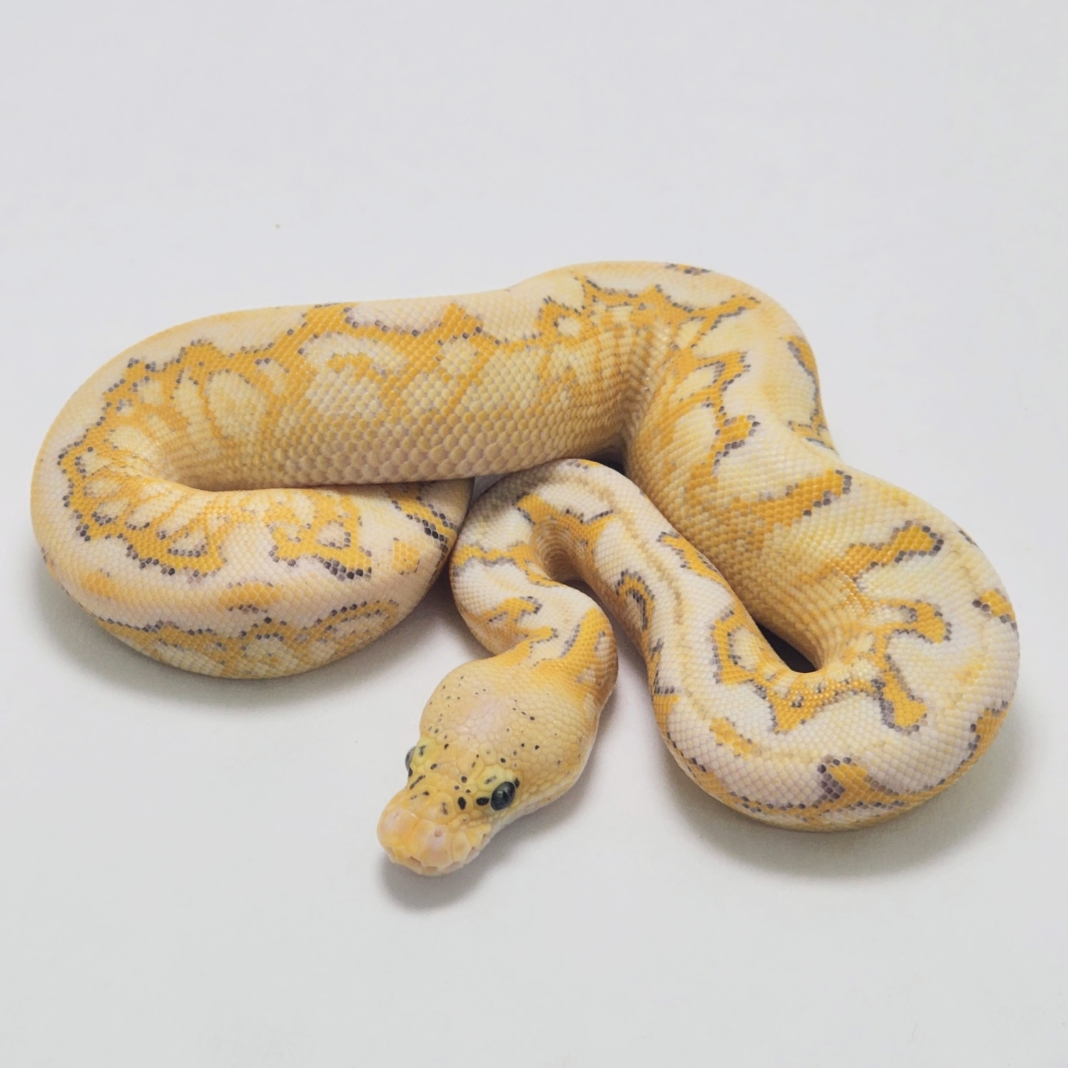 Pastel Highway Clown Ball Python by Gulf Coast Exotics - MorphMarket