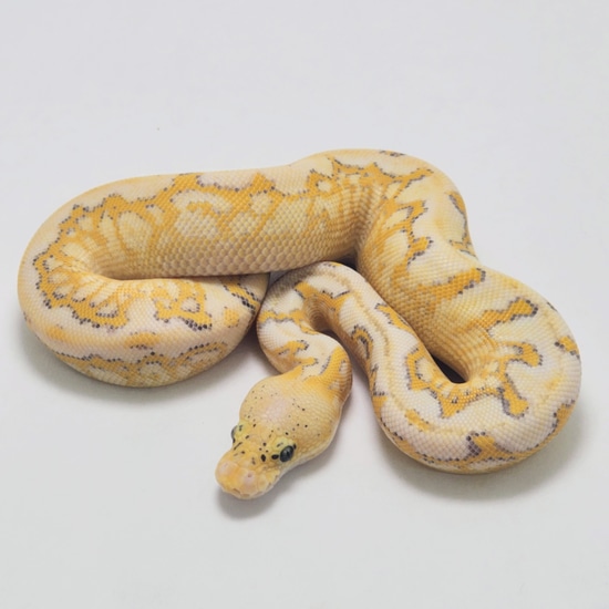 Pastel Highway Clown Ball Python by Gulf Coast Exotics - MorphMarket