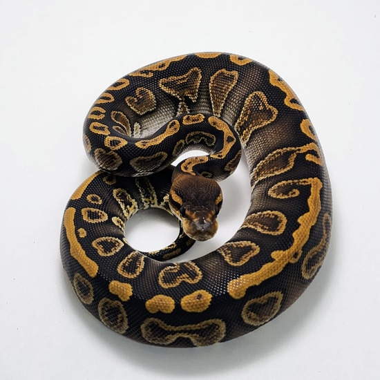 GHI Mahogany Redstripe Het Clown Ball Python by Gulf Coast Exotics
