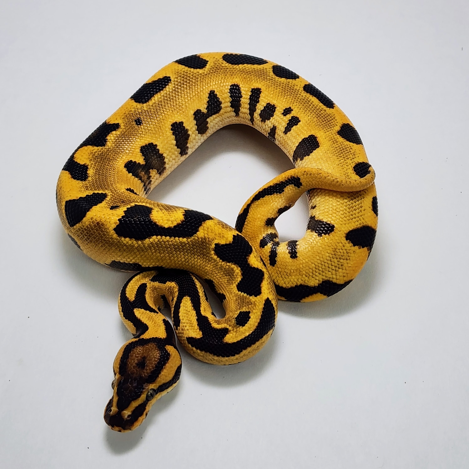 OD Leopard Fire Ball Python by Gulf Coast Exotics - MorphMarket